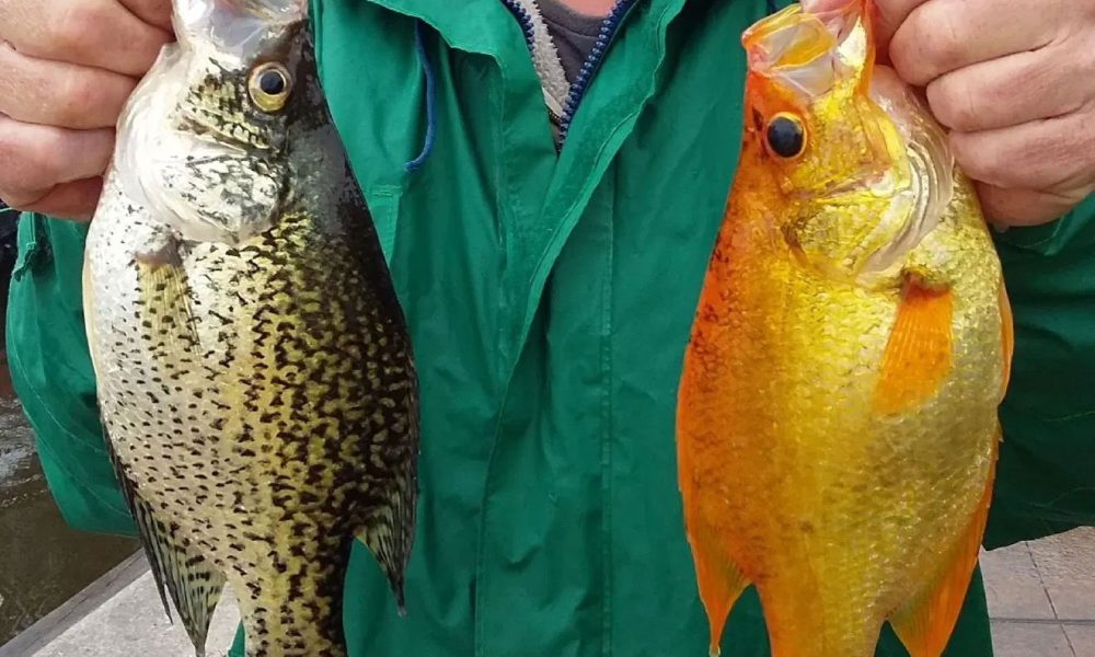 Tiny jigs for the W, Golden crappie caught, Chapstick on your knots ...