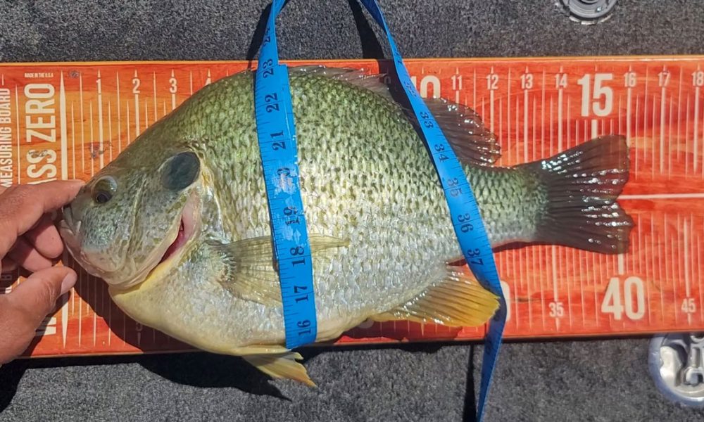 More new crappie stuff, 2 shot troll rig, Mega redear! – Target Crappie